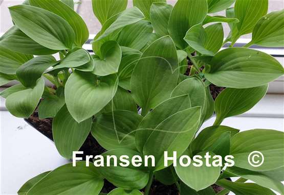 Hosta Emerald Mine - Fransen Hostas